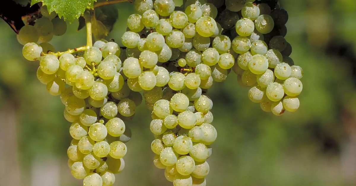 Deutsches Weininstitut: Verschiedene deutsche Rebsorten