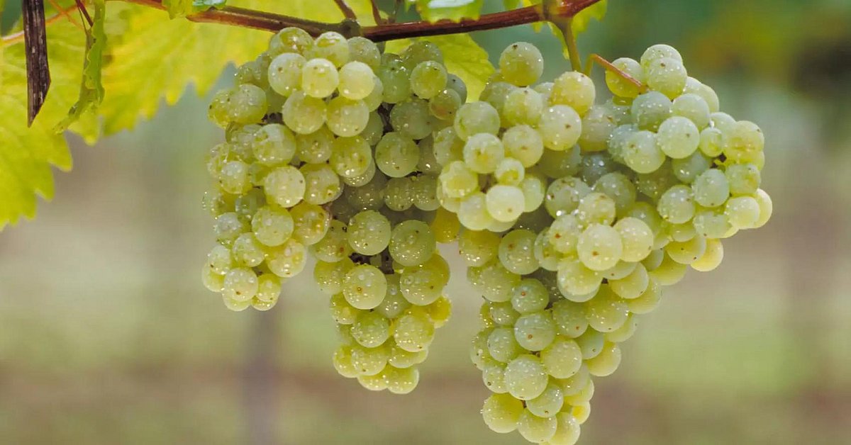 Deutsches Weininstitut: Verschiedene deutsche Rebsorten